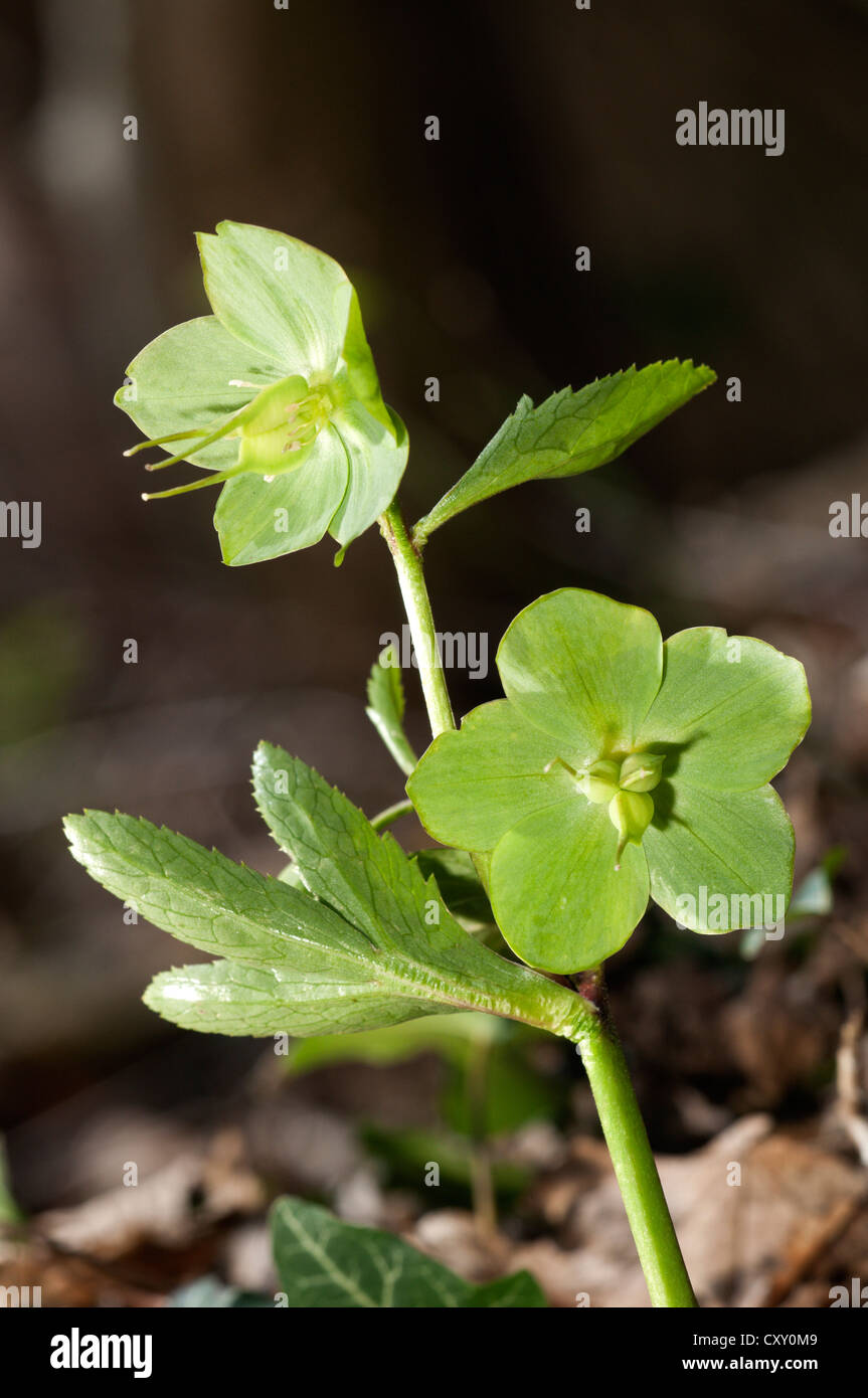 Green hellebore (Helleborus viridis), rare, Niederalfingen, Baden ...