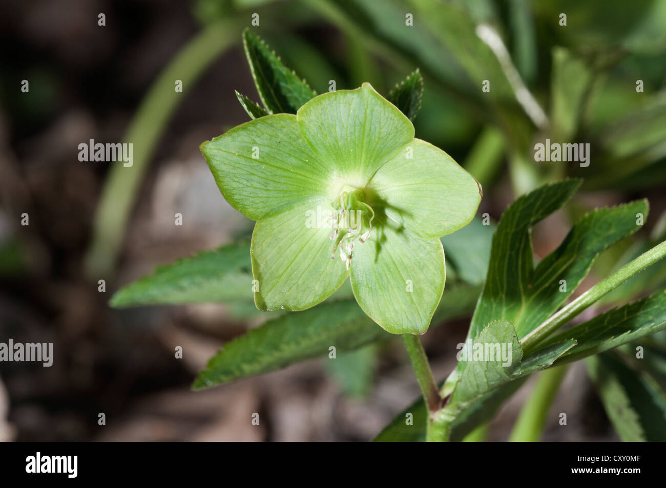 Green hellebore (Helleborus viridis), rare, single flower ...