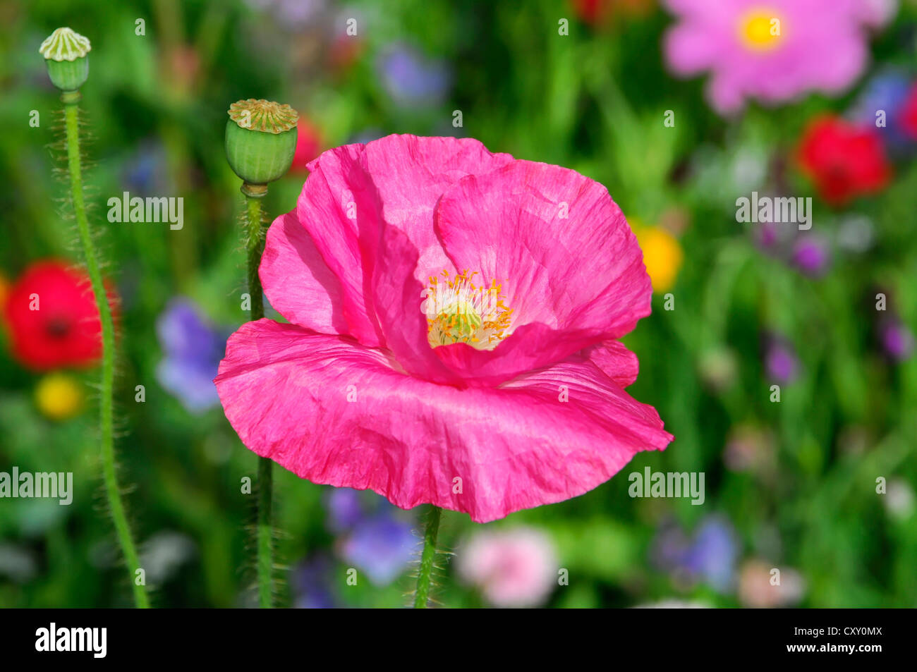 Pink Corn Flowers High Resolution Stock Photography and Images - Alamy