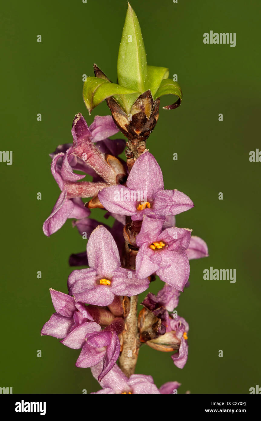 Mezereon (Daphne mezereum), branch in flower, Untergroeningen, Baden ...