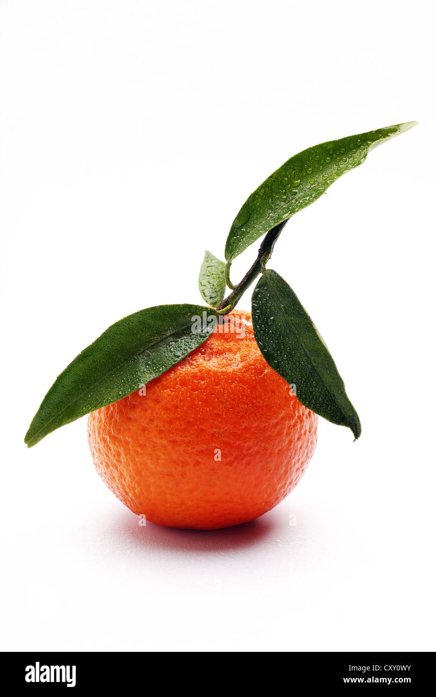 Bitter Orange (Citrus × aurantium Stock Photo - Alamy