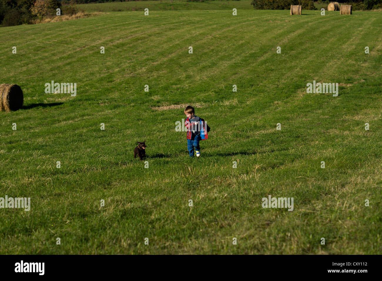 12 week old chocolate Labrador puppy with young 4 year old boy running ...