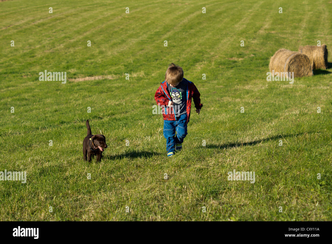 12 week old chocolate Labrador puppy with young 4 year old boy running ...