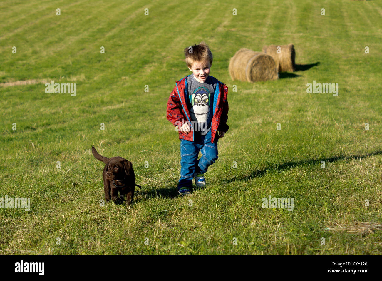 Week old chocolate labrador retriever hi-res stock photography and ...