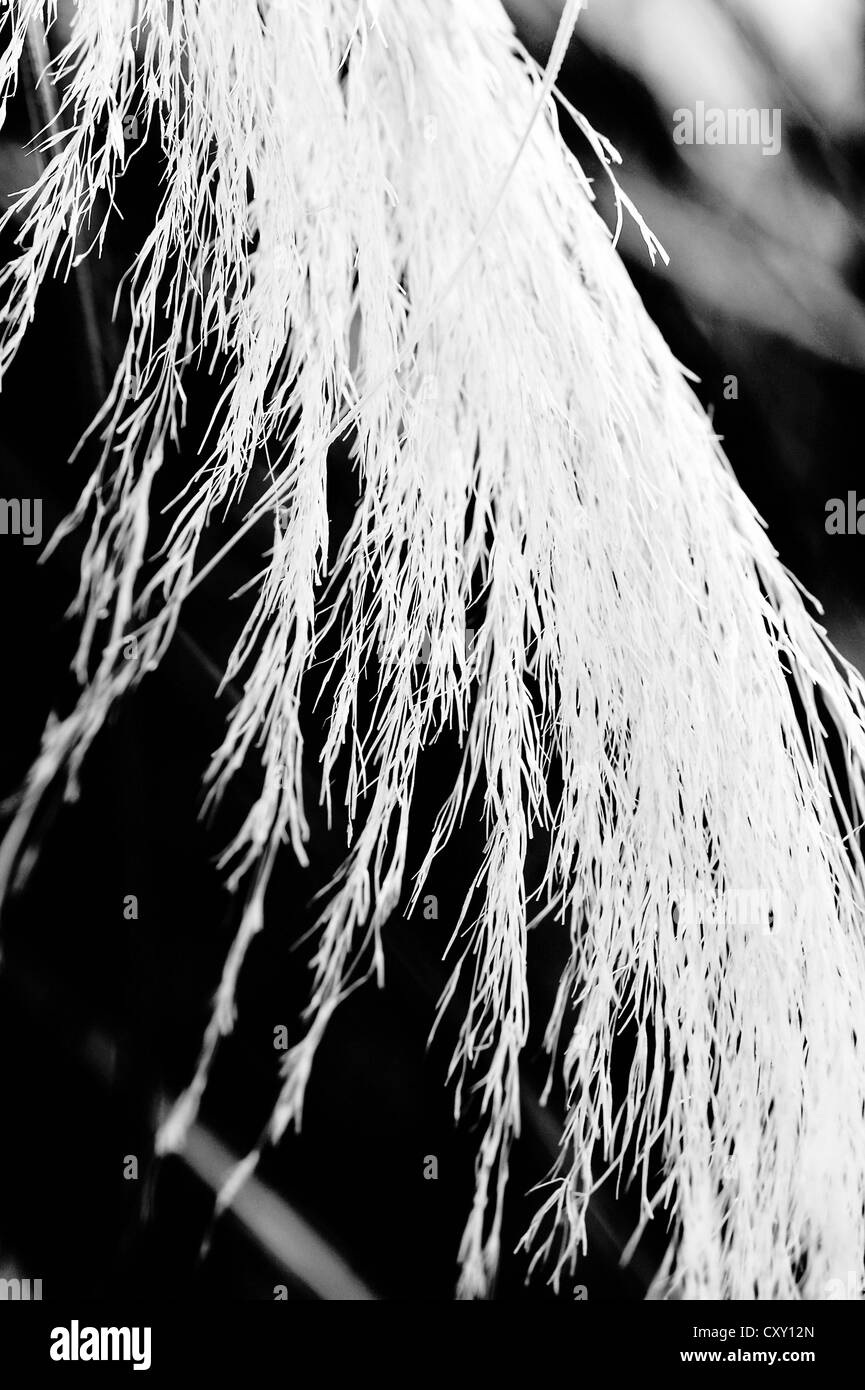 Cattail plant Black and White Stock Photos & Images - Alamy