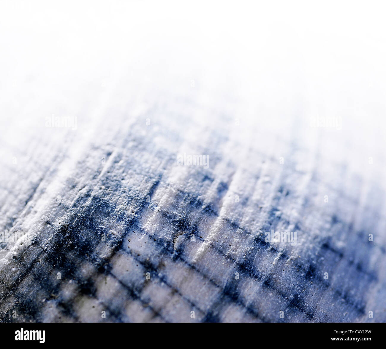 Blue and white sea shell macro Stock Photo - Alamy
