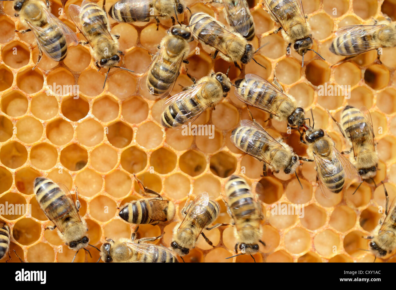 Honey bees (Apis mellifera), worker bees caring for the brood, on brood ...