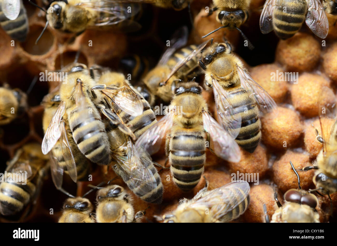 Honey bees (Apis mellifera), worker bees on capped drone brood cells ...