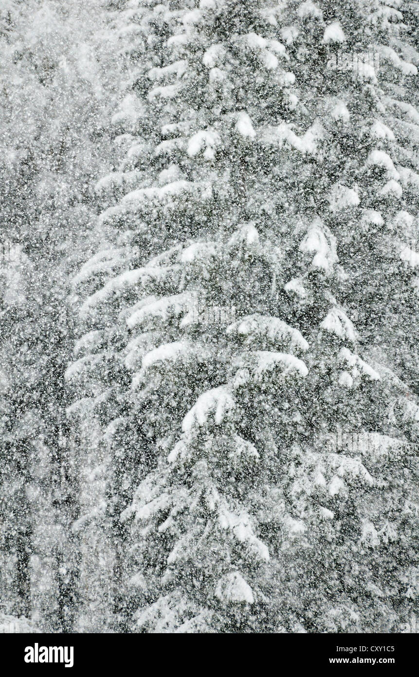 Heavy snowfall in a spruce mixed forest, branches bent by the snow load ...