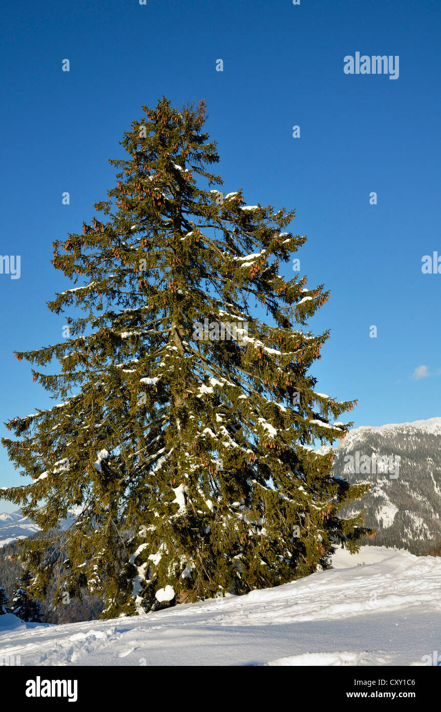 Old mountain spruce (Picea abies) at Brentenjoch saddle, Kaisergebirge ...