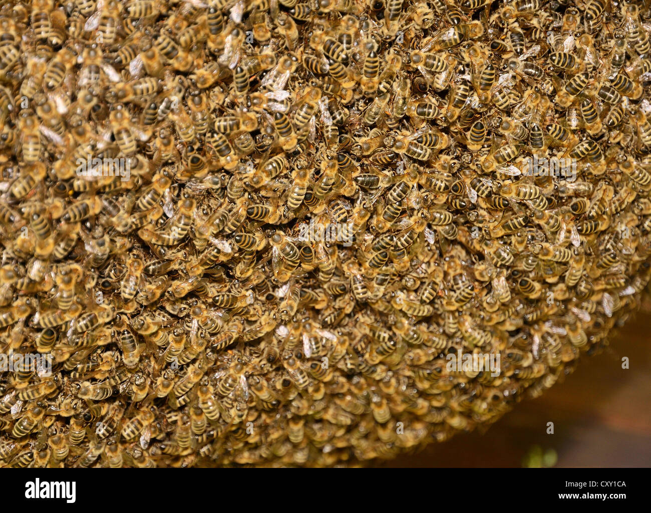 Western honey bees (Apis mellifera), a large swarm of bees Stock Photo ...