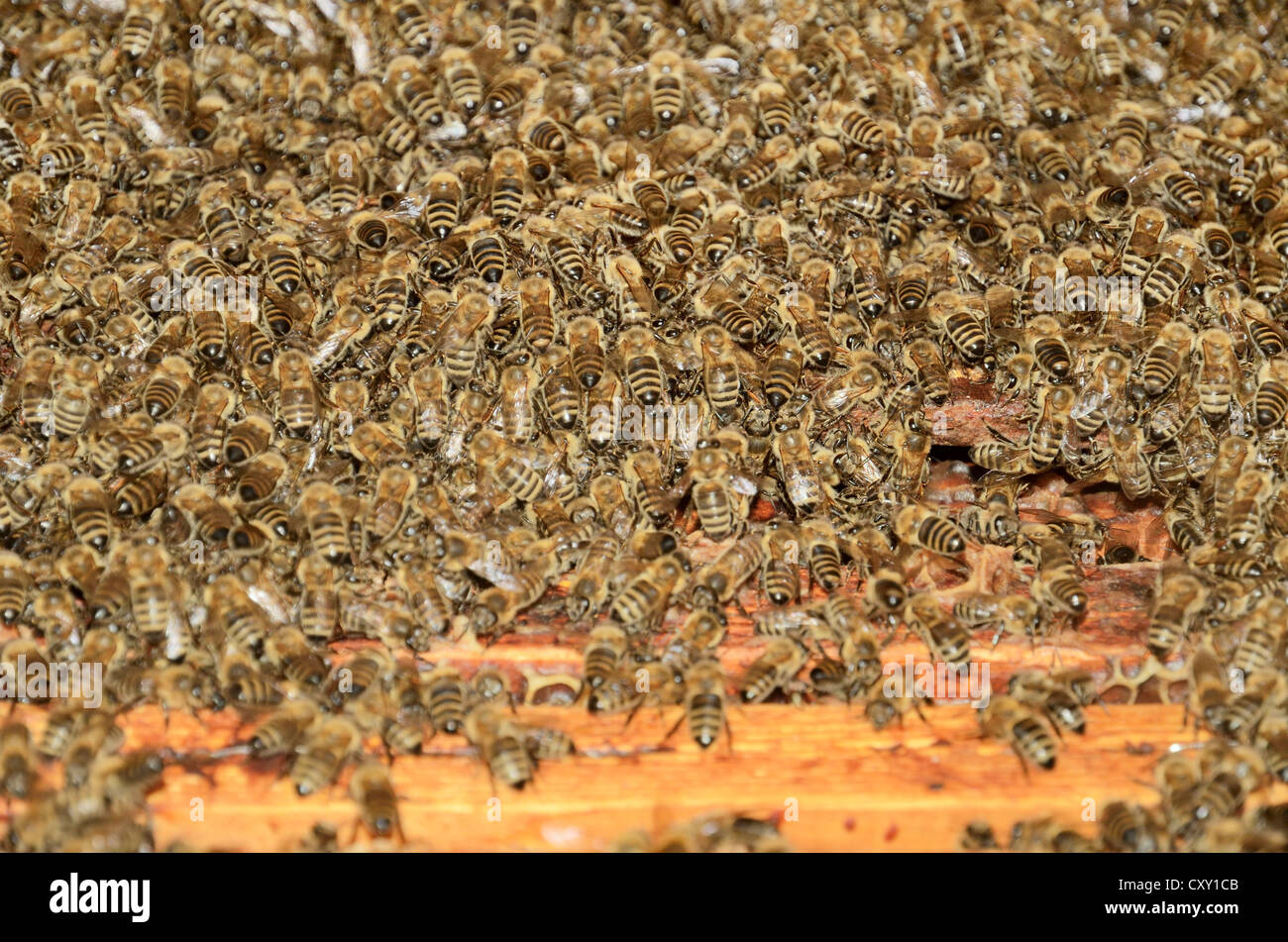 Western honey bees (Apis mellifera), a large swarm of bees taking ...