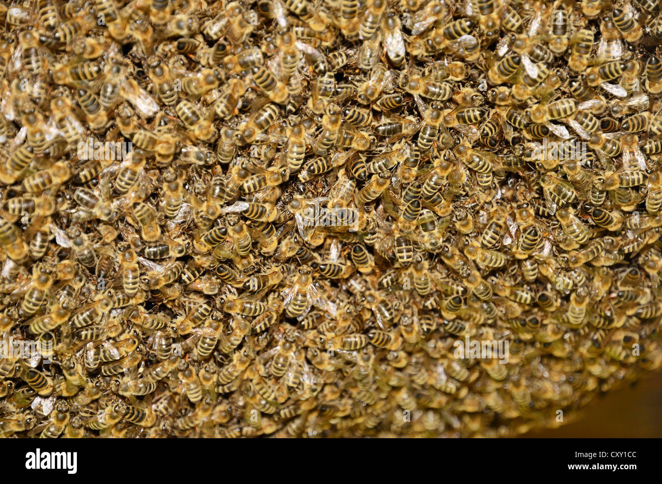 Western honey bees (Apis mellifera), a large swarm of bees Stock Photo ...