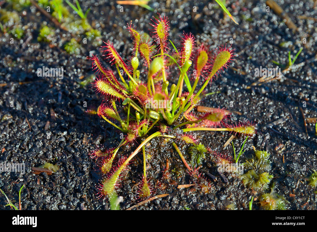 Oblong-leaved sundew, spoonleaf sundew (Drosera intermedia) on ...