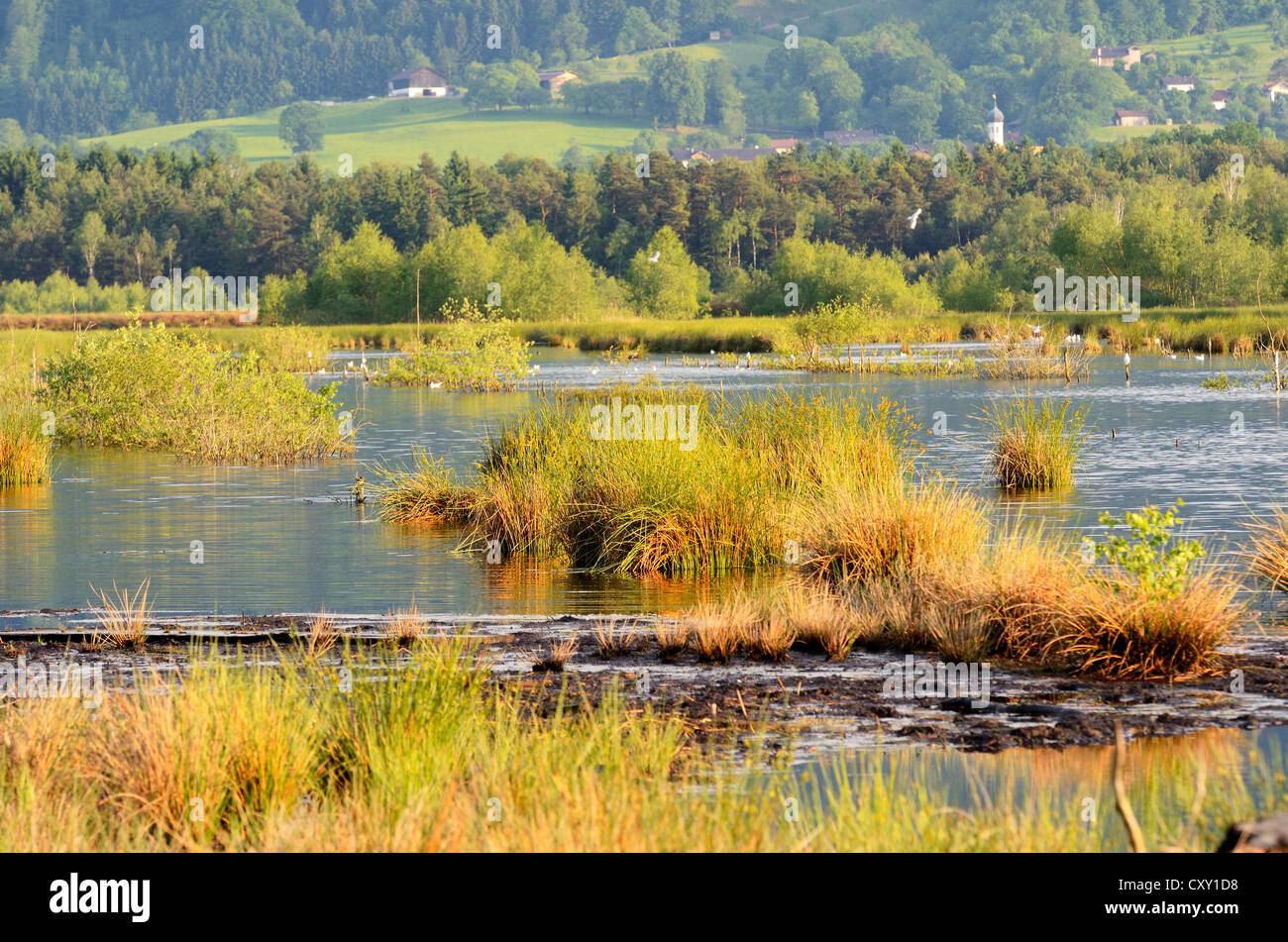 Renaturated, waterlogged peat bog, Stammbeckenmoor Rosenheim basin bog ...