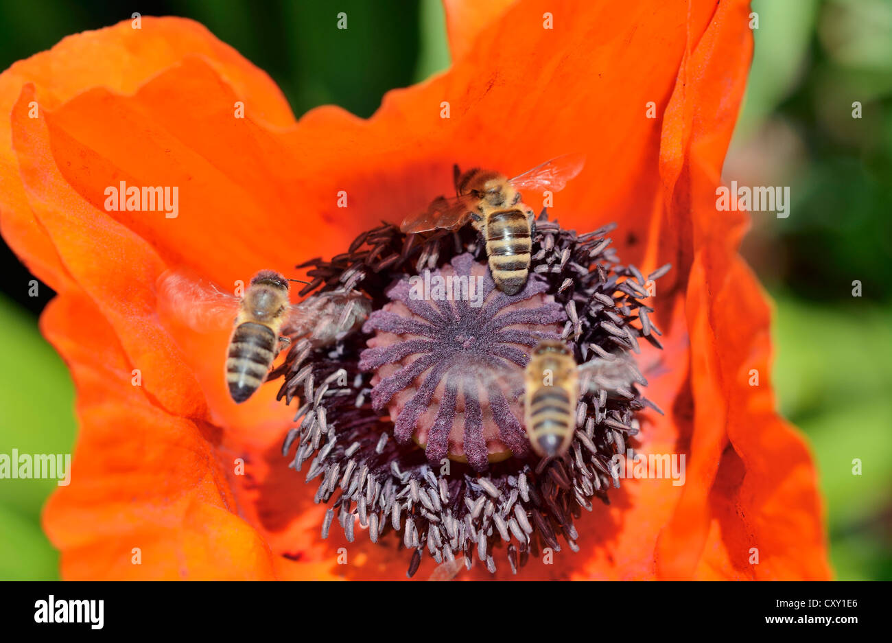 Western honey bees (Apis mellifera) collecting pollen, approaching a ...