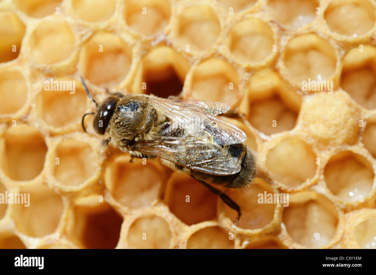 Drone larva hi-res stock photography and images - Alamy