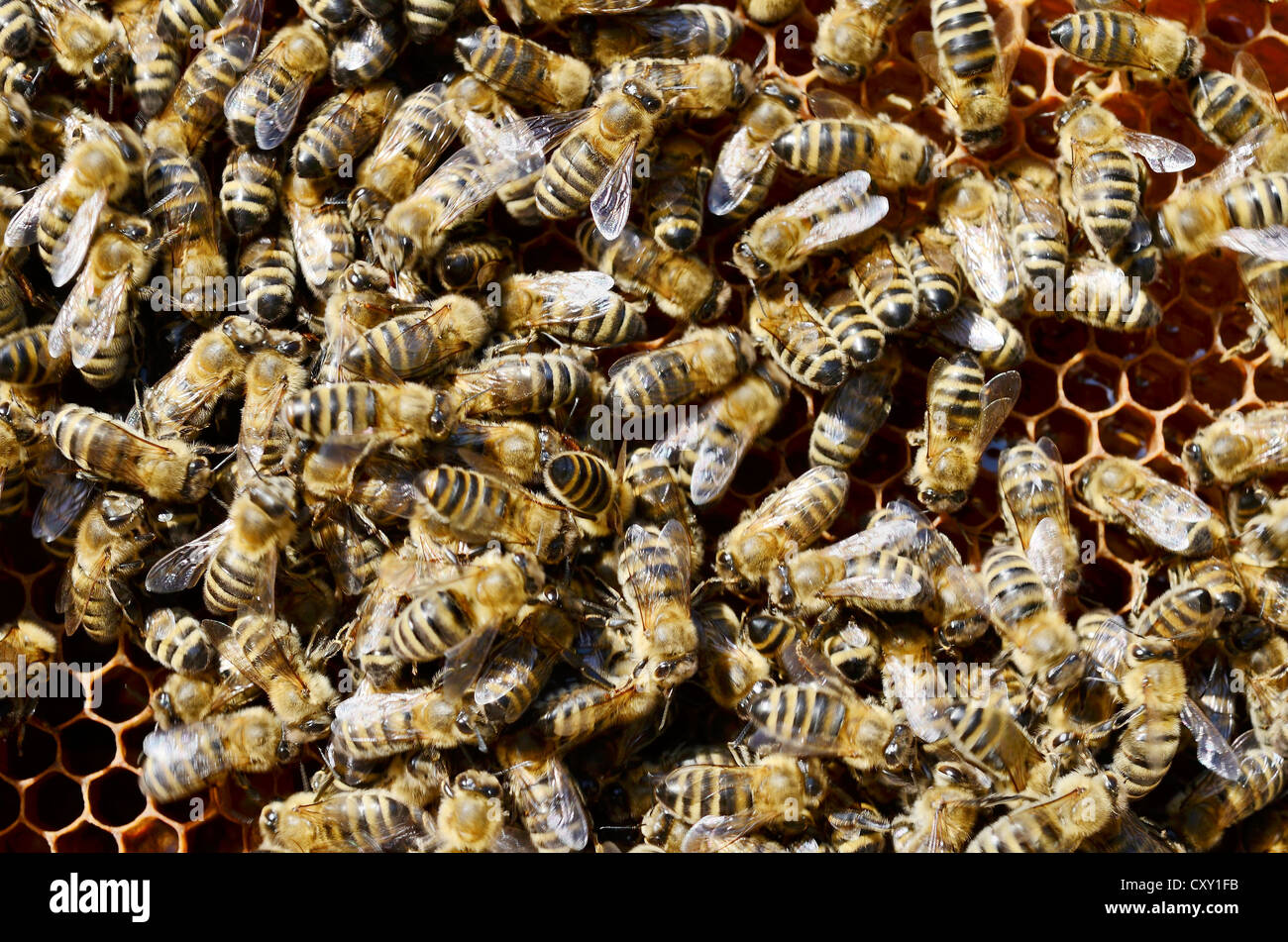 Honey bees apis mellifera var hi-res stock photography and images - Alamy