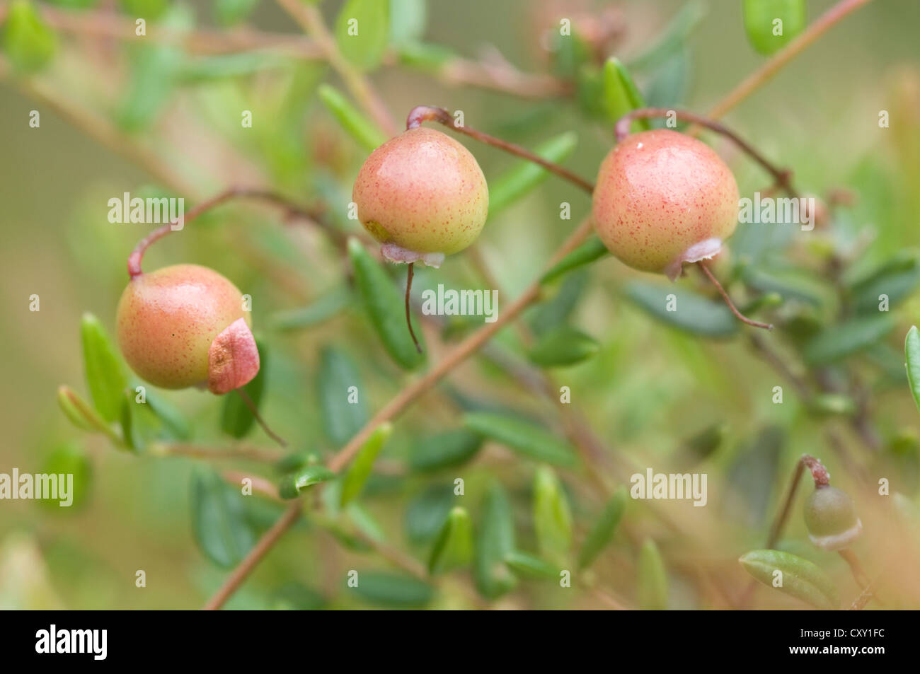 Small cranberry, bog cranberry (Vaccinium oxycoccos), Niederlangen ...