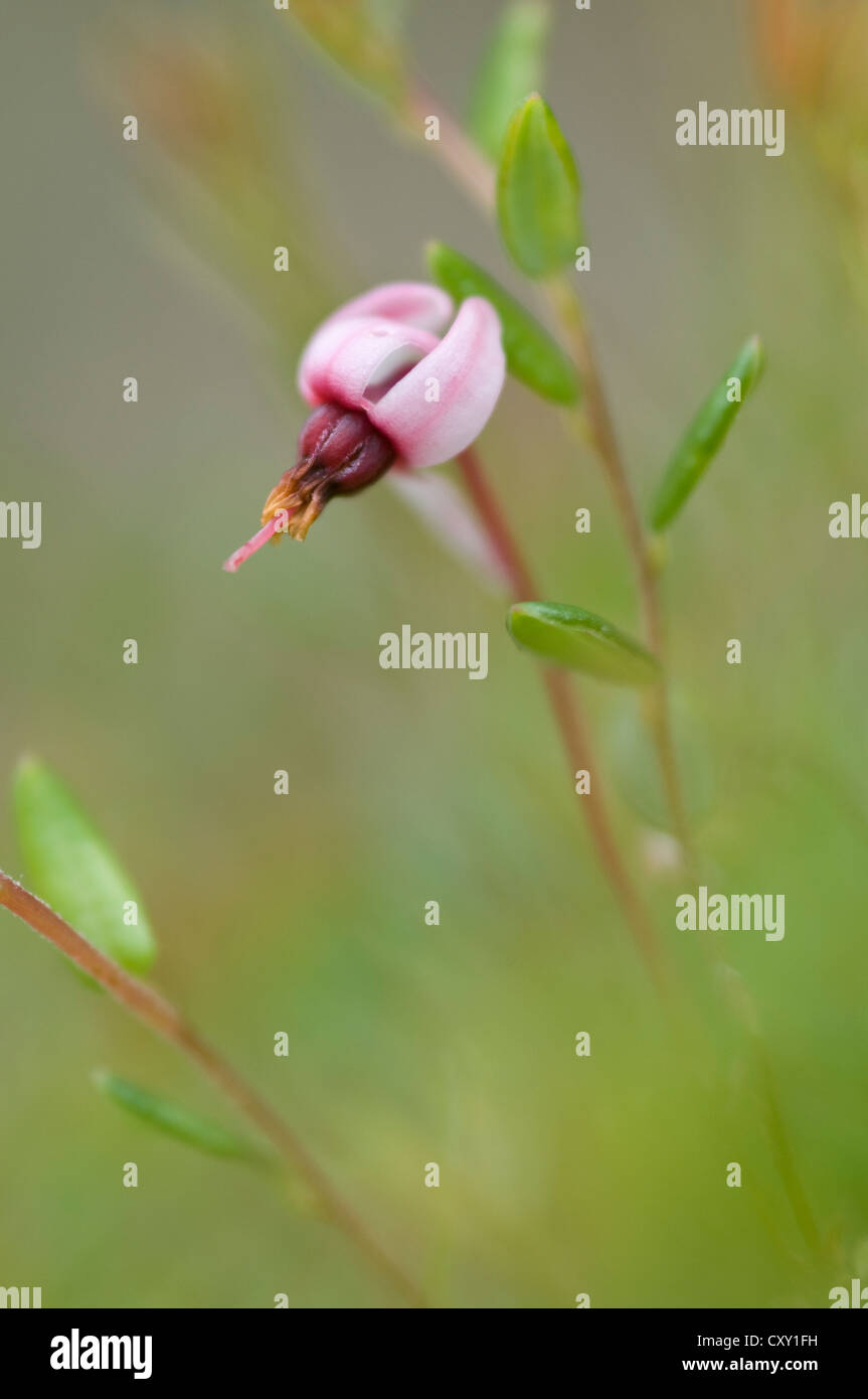 Small cranberry, bog cranberry (Vaccinium oxycoccos), Niederlangen ...