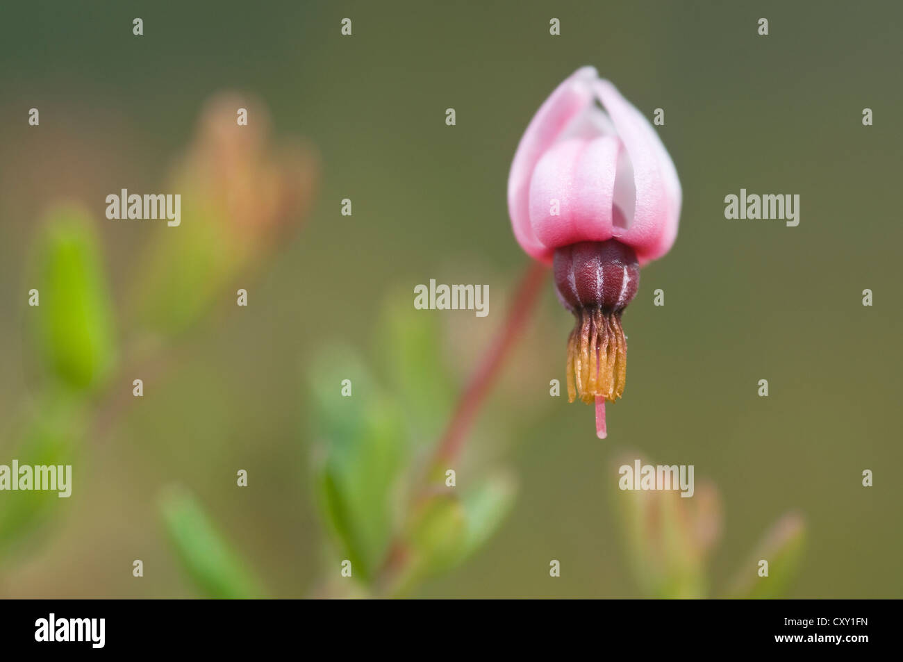 Small cranberry, bog cranberry (Vaccinium oxycoccos), Niederlangen ...