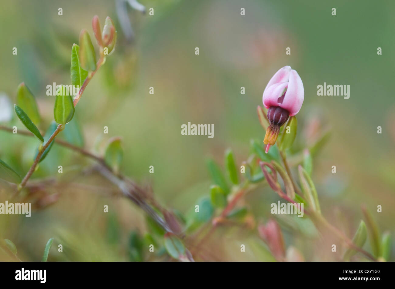 Small cranberry, bog cranberry (Vaccinium oxycoccos), Niederlangen ...