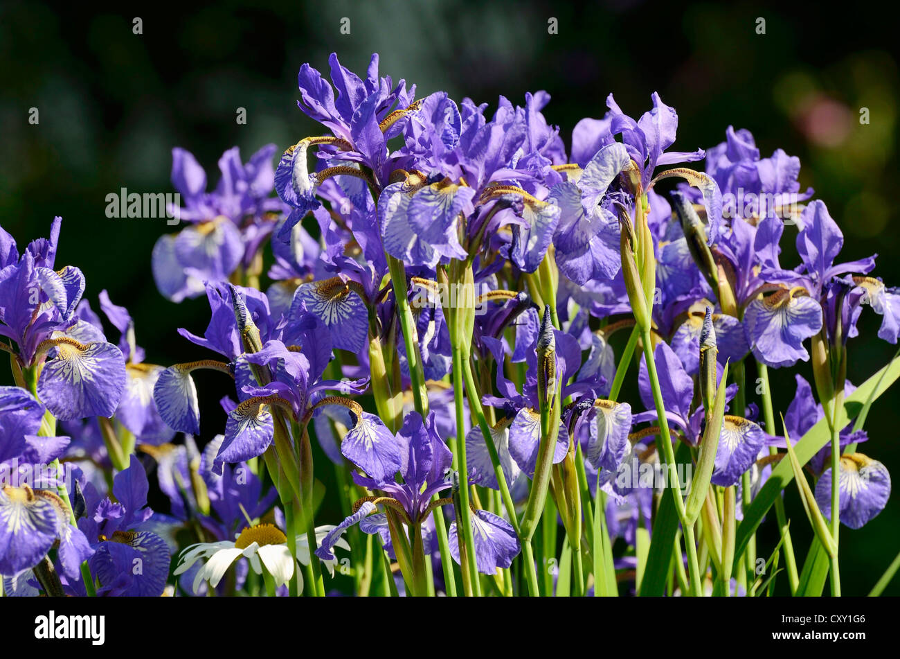 Siberian Iris (Iris sibirica Stock Photo - Alamy