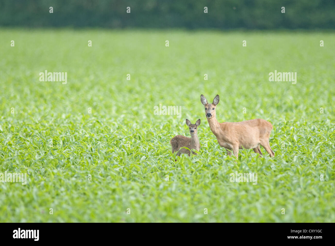 Roe deer, doe with fawn (Capreolus capreolus), Haren, Emsland, Lower ...