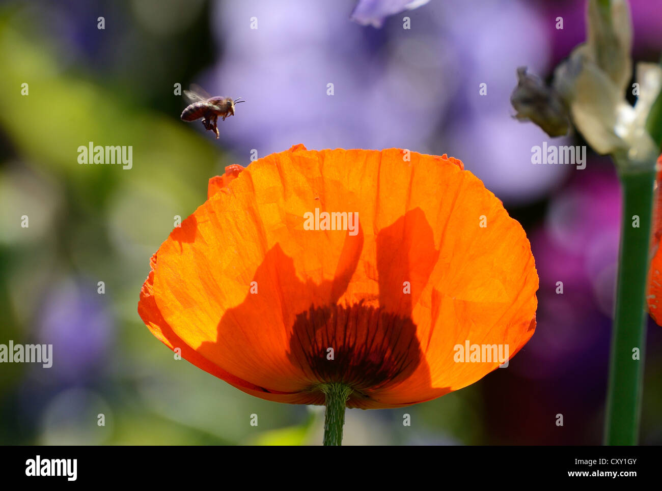 Honey bee (Apis mellifera) flying from flower to flower with black ...