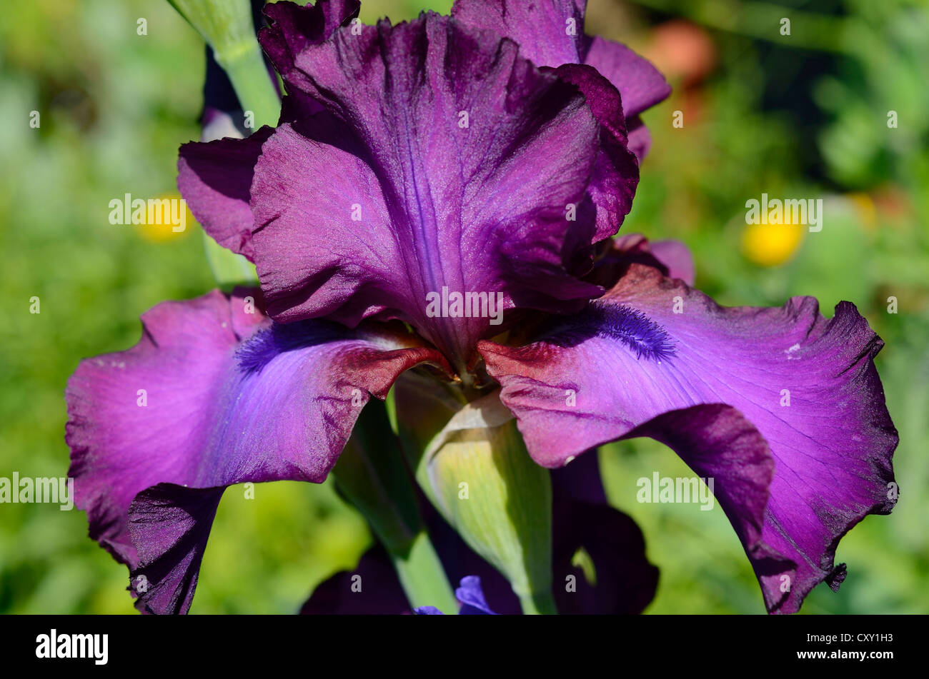 Purple flower of the Iris Barbata (Iris Barbata elatior), hybrid Stock Photo - Alamy