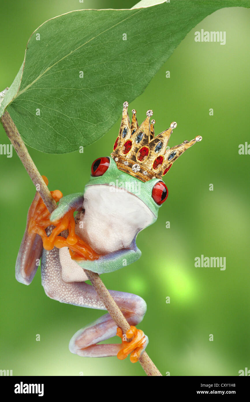 Frog wearing a golden crown, illustration Stock Photo - Alamy