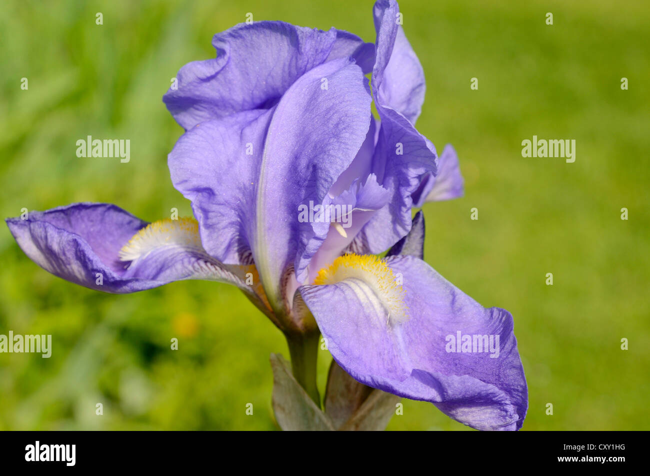 Blue Iris Barbata flower (Iris barbata elatior), hybrid Stock Photo - Alamy