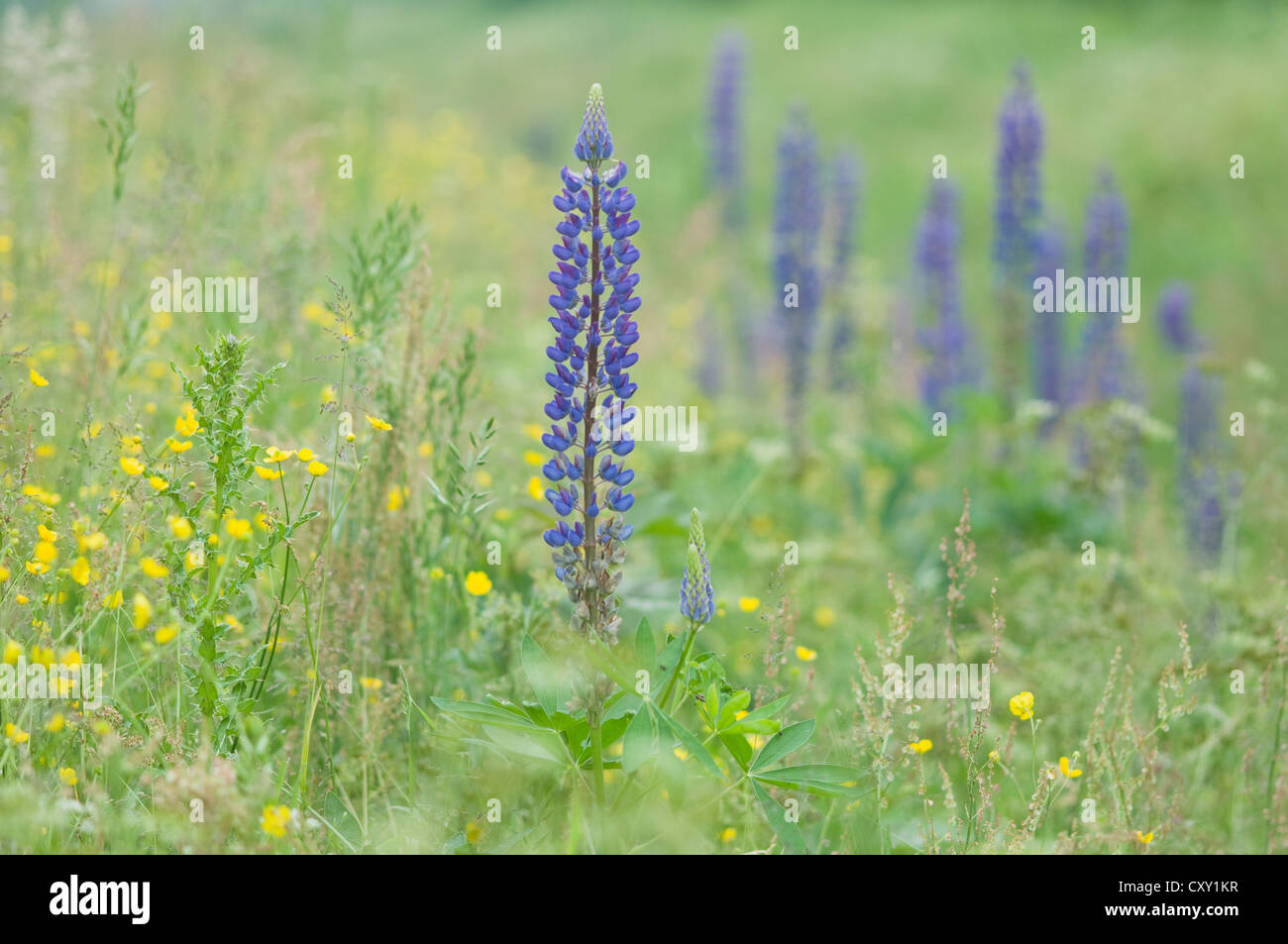 Large-leaved lupine (Lupinus polyphyllus), tall buttercup (Ranunculus ...