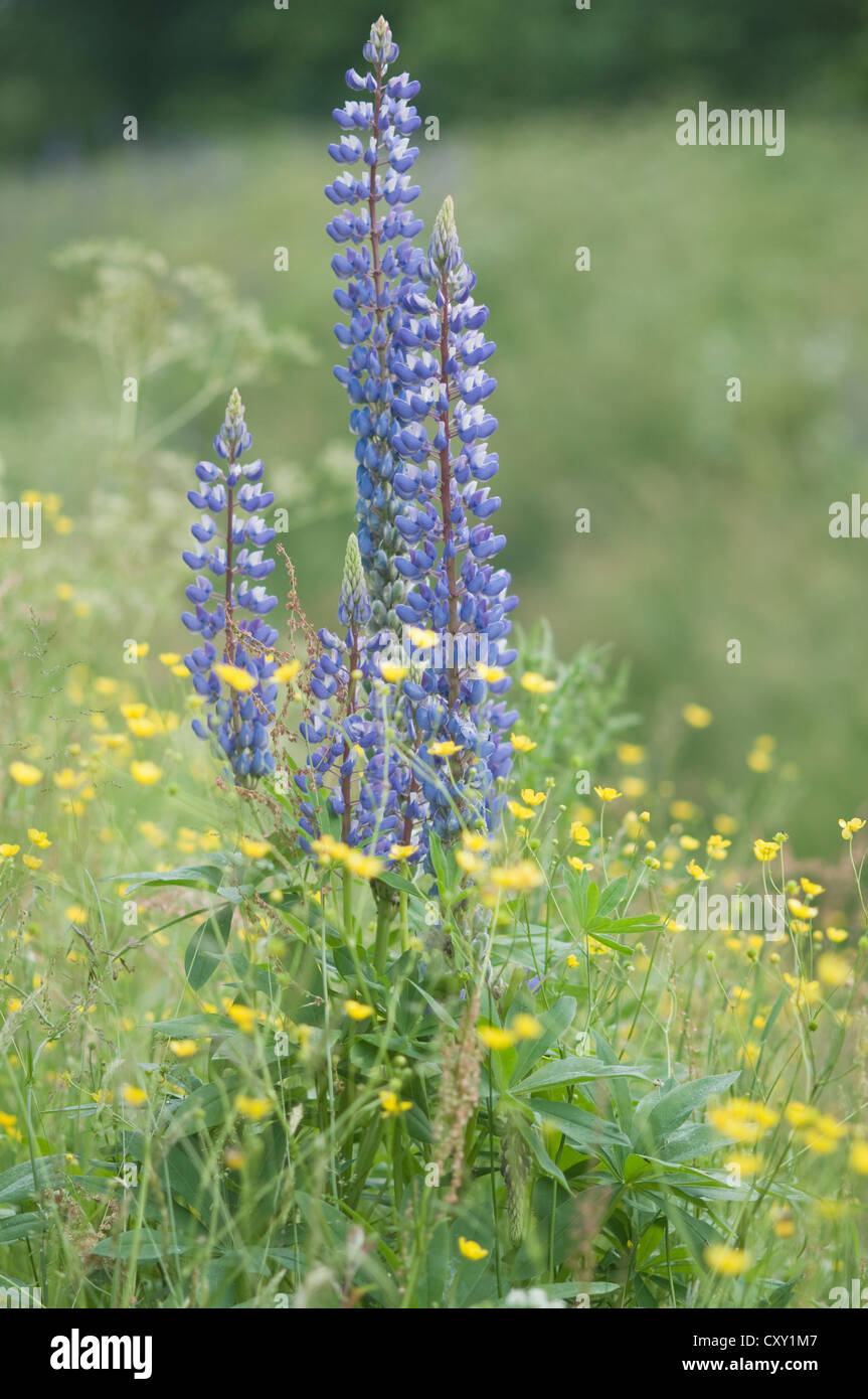 Large-leaved lupine (Lupinus polyphyllus), tall buttercup (Ranunculus ...