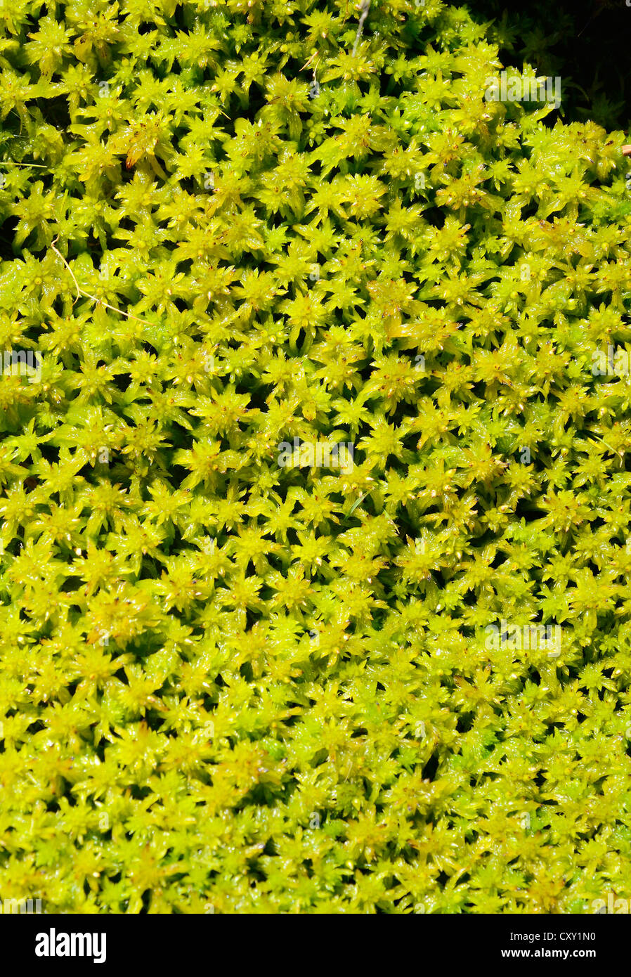 Moss species hi-res stock photography and images - Alamy