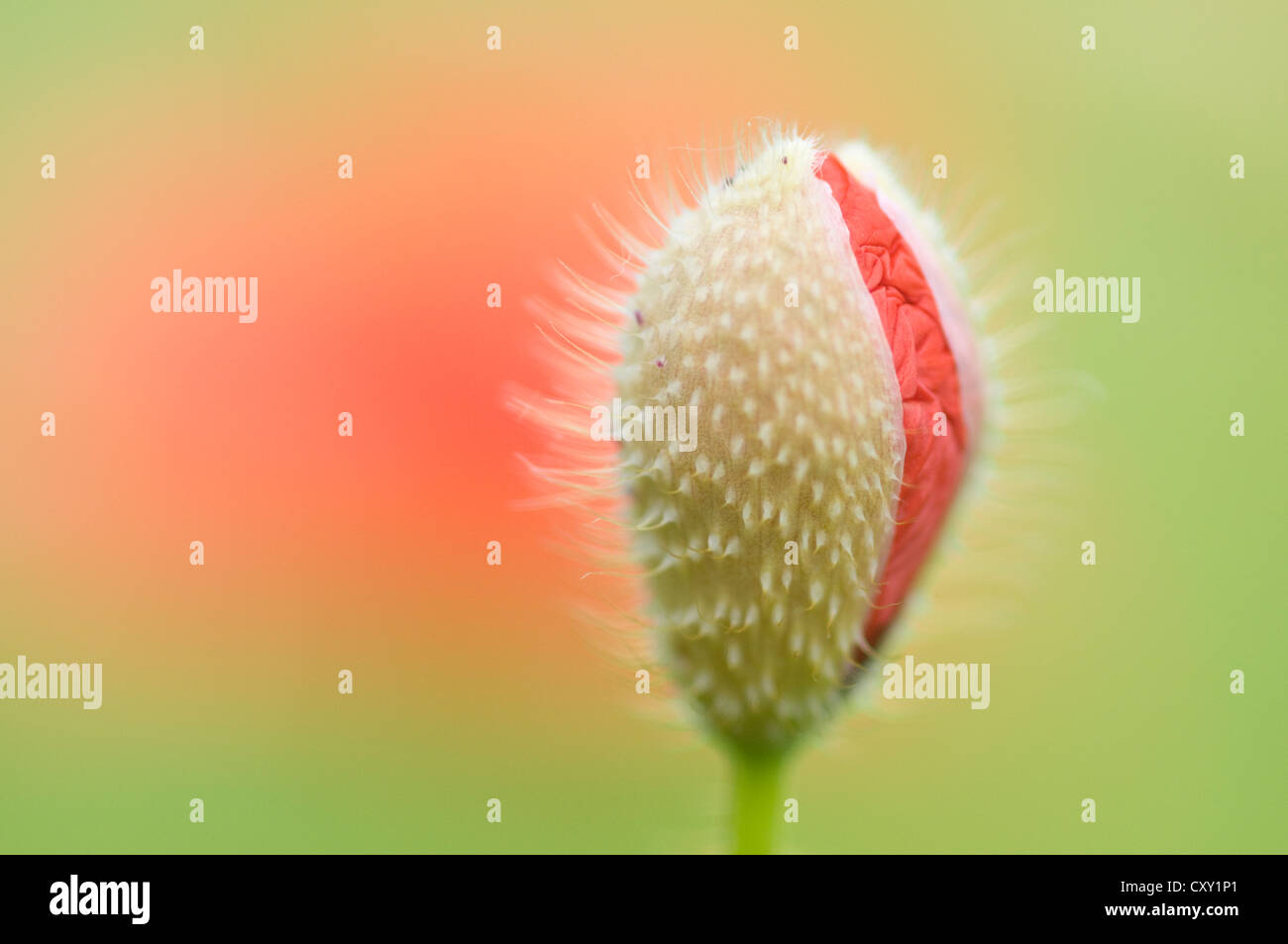 Poppy (Papaver rhoeas), with emerging flower, Haren, Emsland region ...