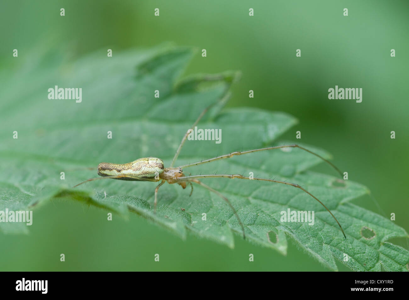 Long-jawed Orb Weavers or Long-jawed Spiders (Tetragnatha montana ...