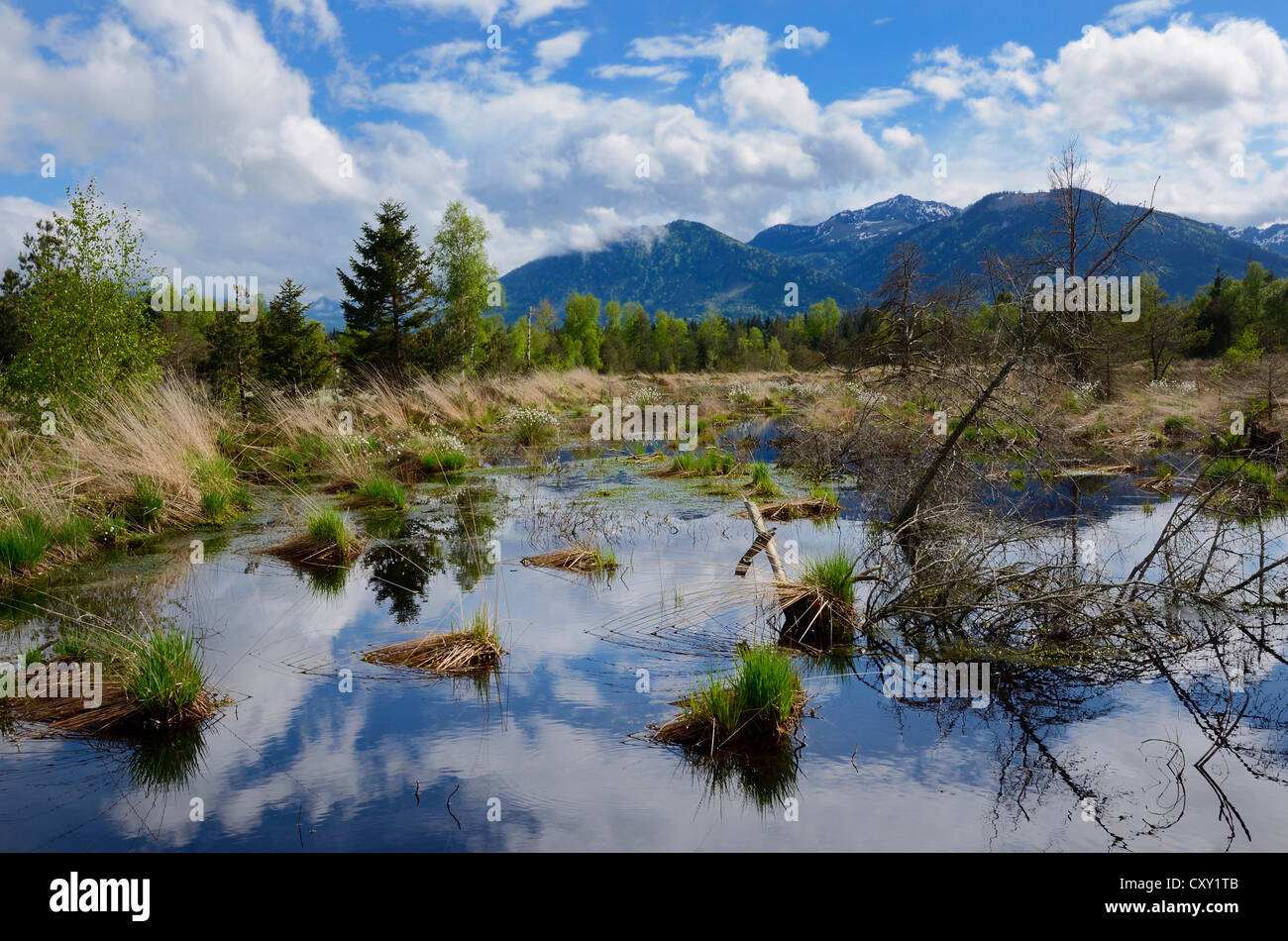 Deceased tree near pond hi-res stock photography and images - Alamy