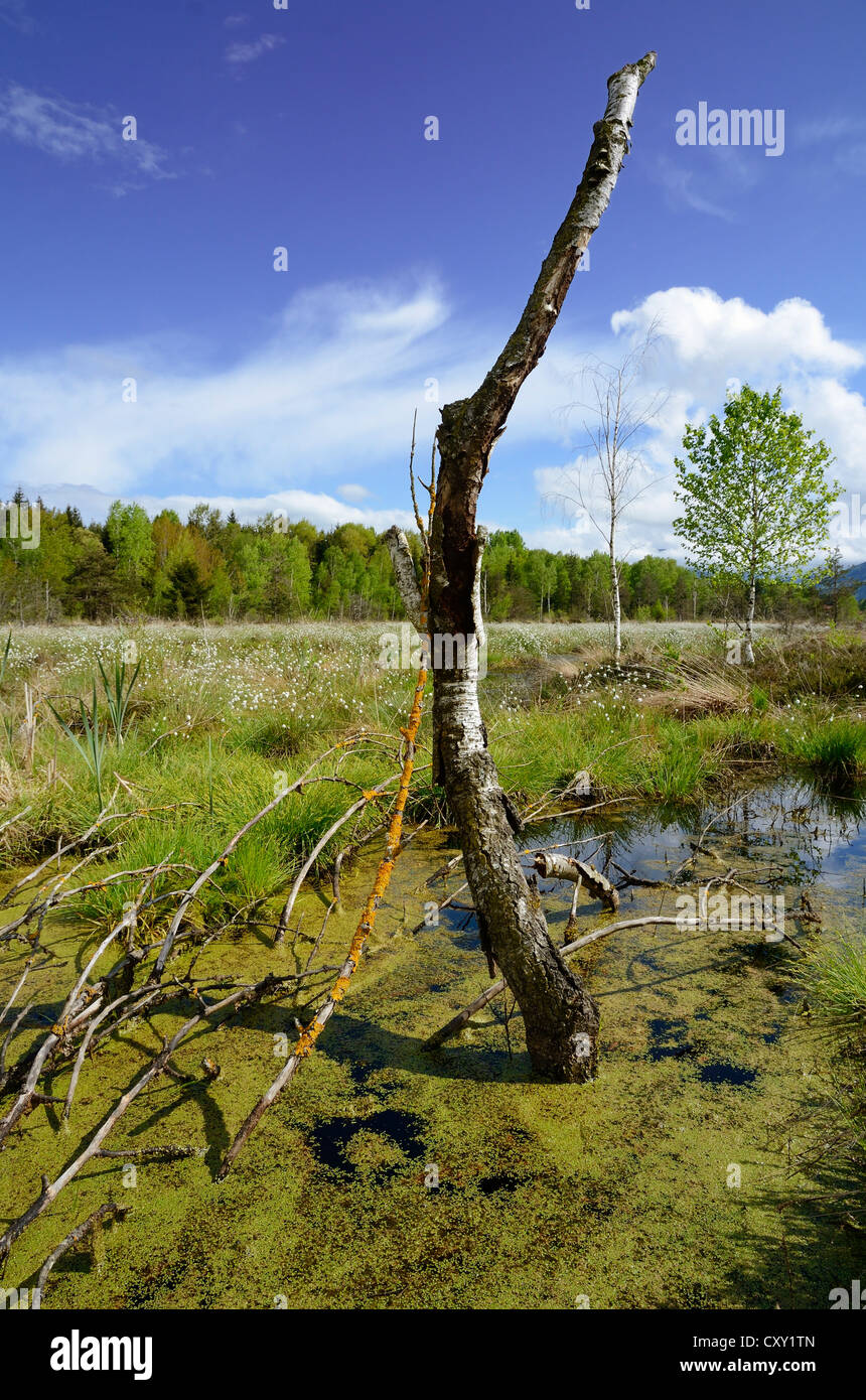 Deceased tree near pond hi-res stock photography and images - Alamy