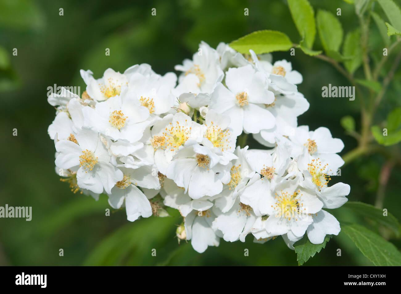 Multiflora rose hi-res stock photography and images - Alamy