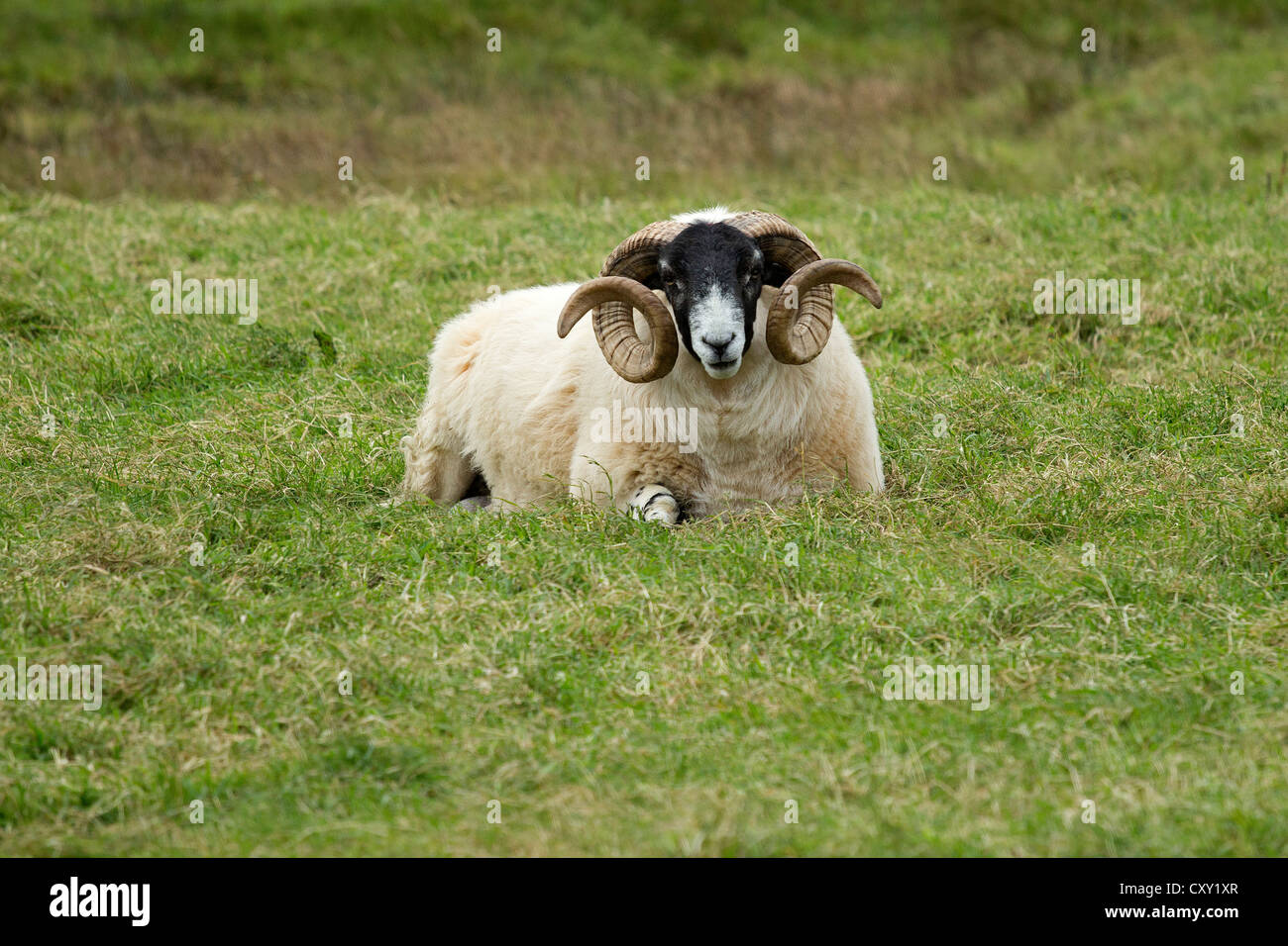 Scottish Blackface Sheep, Glencolumbkille, County Donegal, Ireland ...