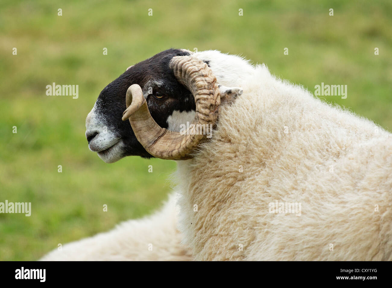 Scottish Blackface Sheep, Glencolumbkille, County Donegal, Ireland ...