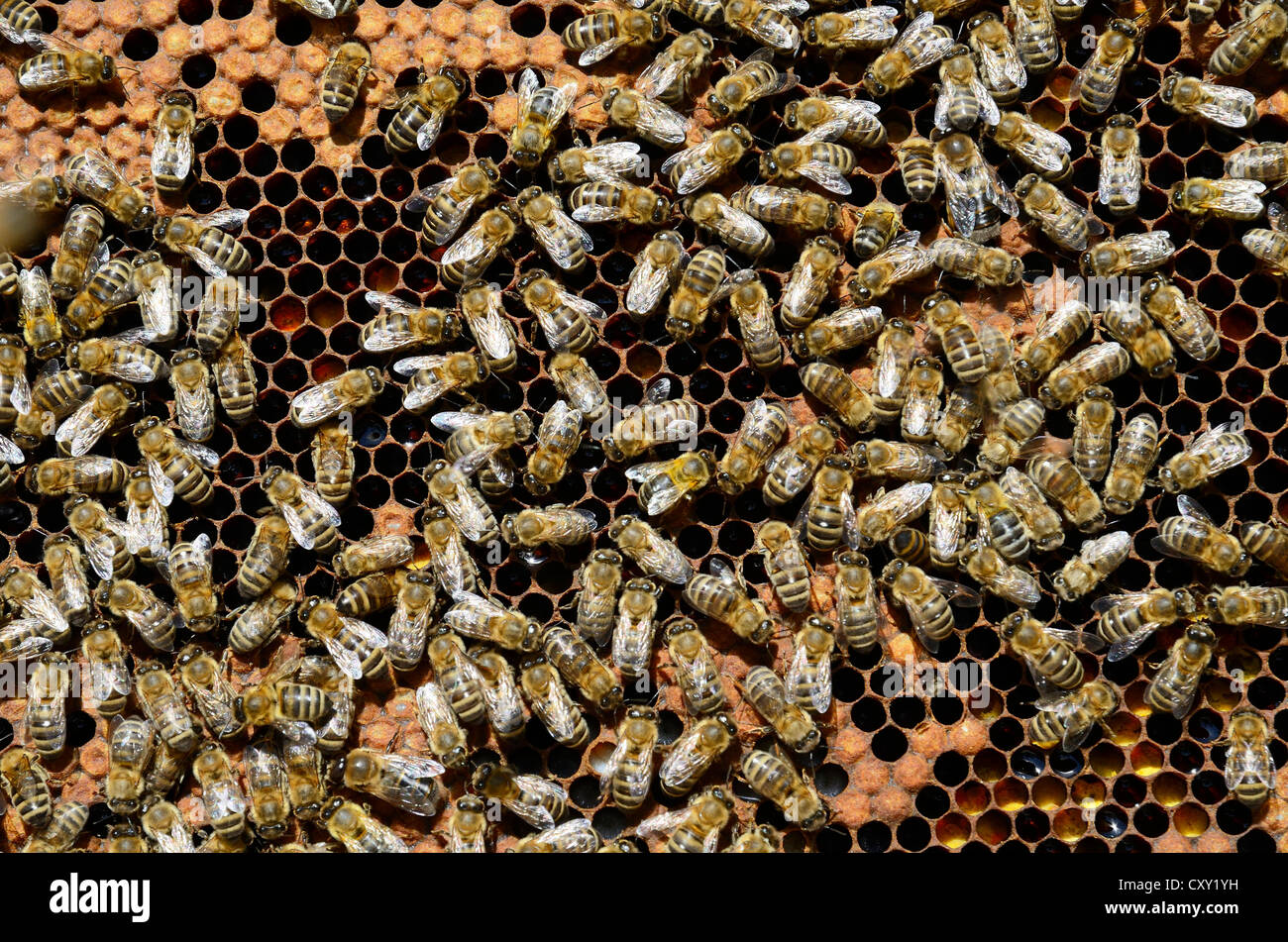 Carnolian Honeybee (Apis mellifera var. carnica), on comb with capped ...