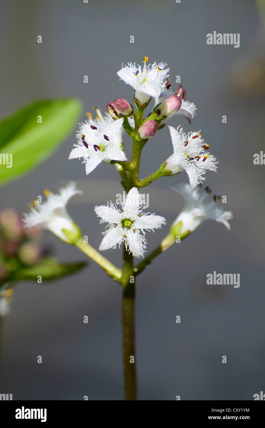 Buckbean flowers hi-res stock photography and images - Alamy
