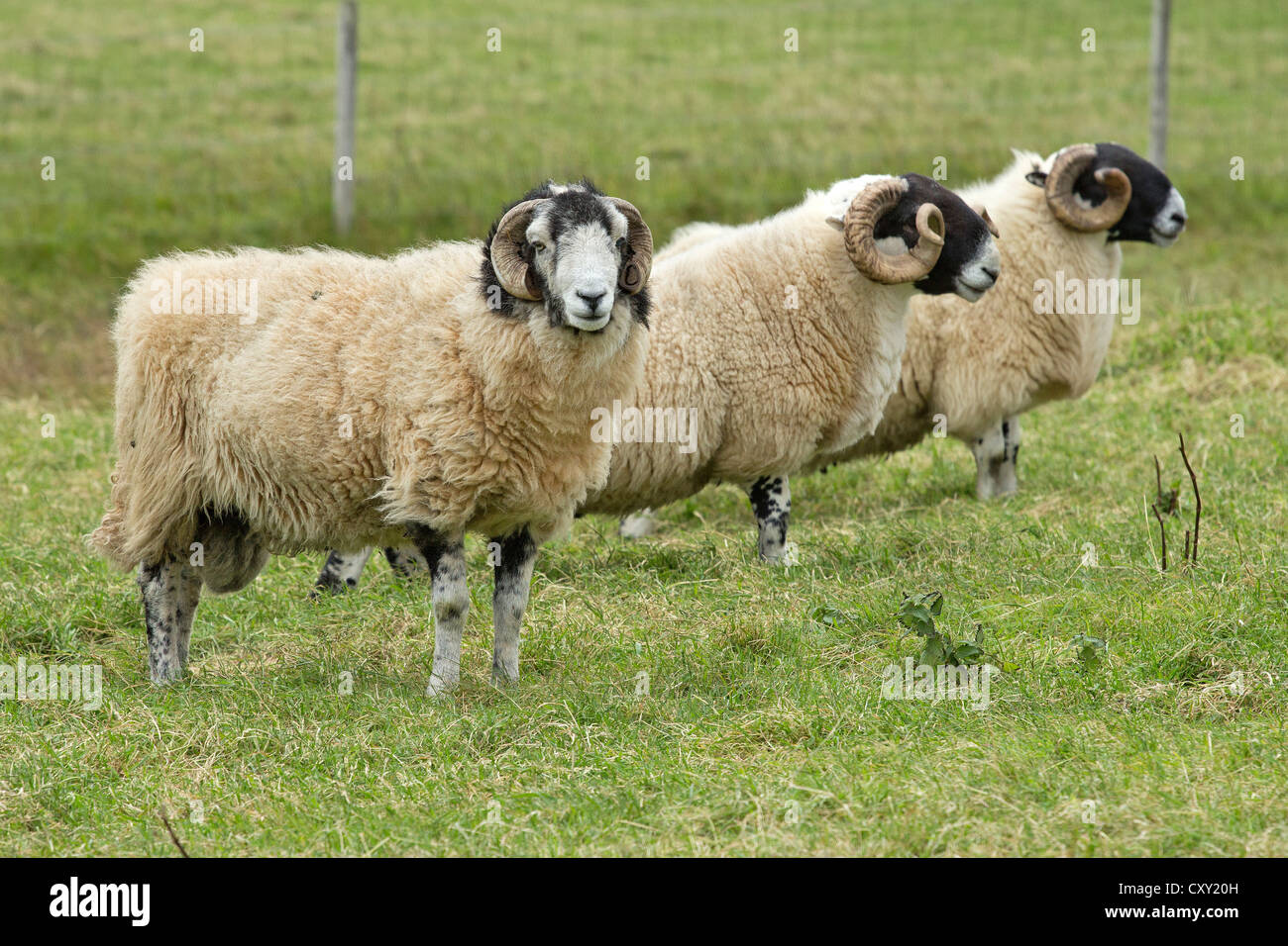 Scottish Blackface Sheep, Glencolumbkille, County Donegal, Ireland ...