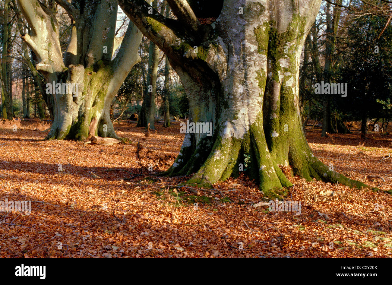 Beech Fagus sylvatica Fagaceae Stock Photo - Alamy