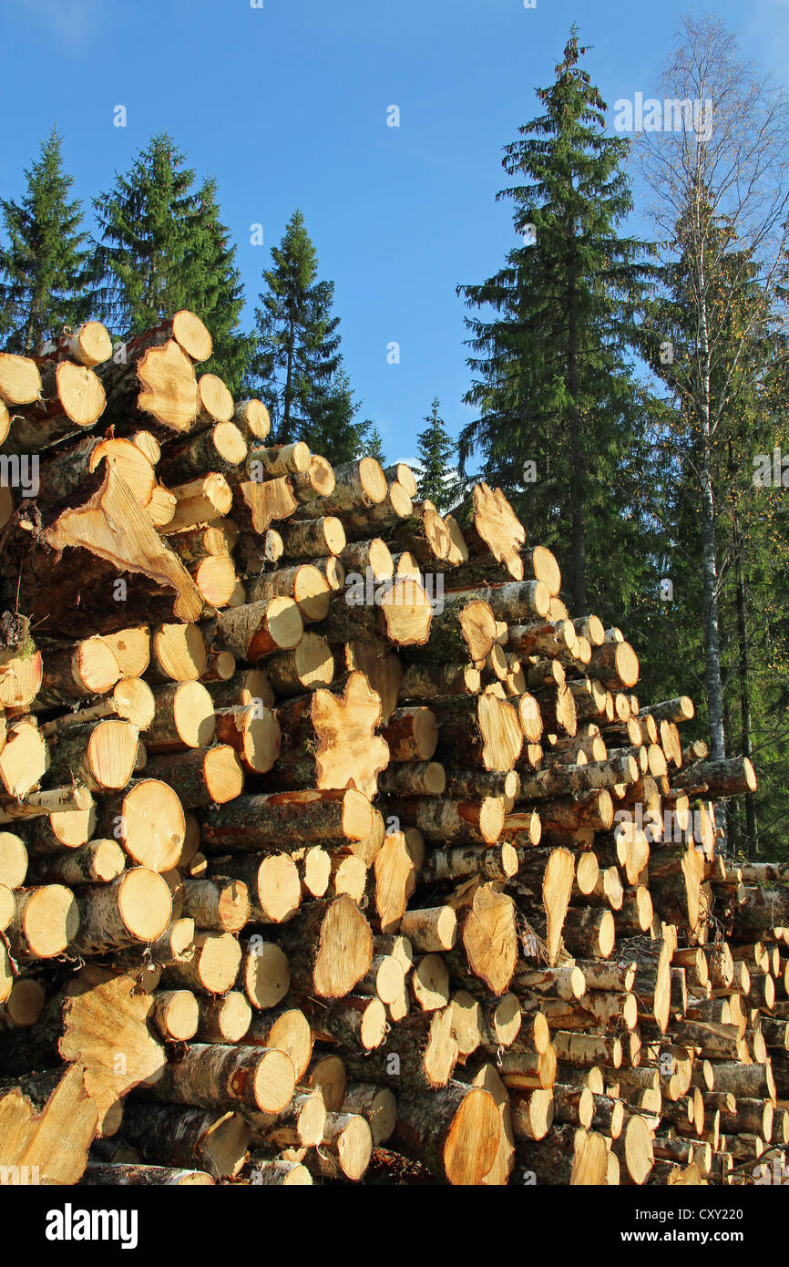 Tall timber hi-res stock photography and images - Alamy