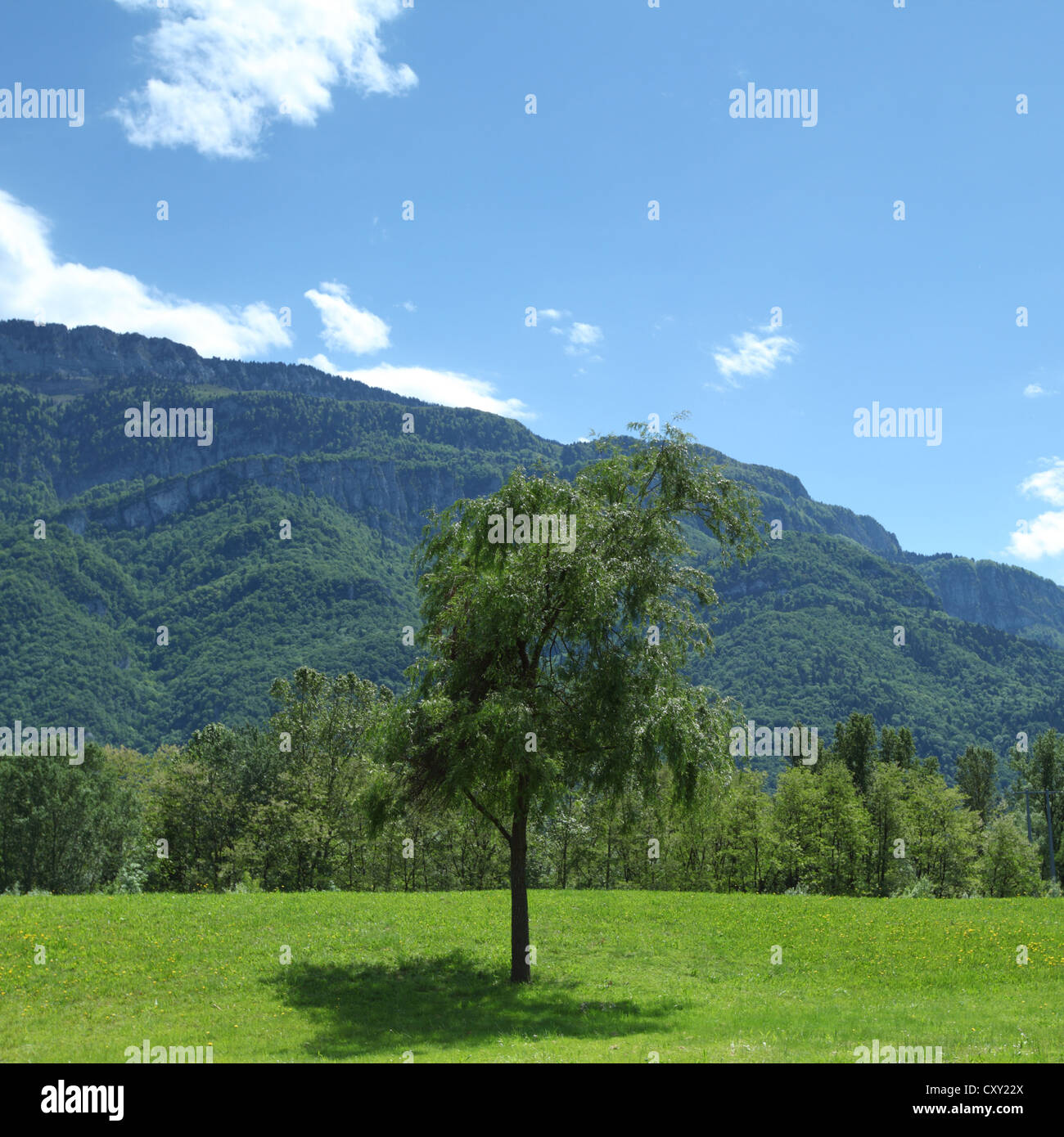 a beautiful view of the alps tree on grass field Stock Photo - Alamy