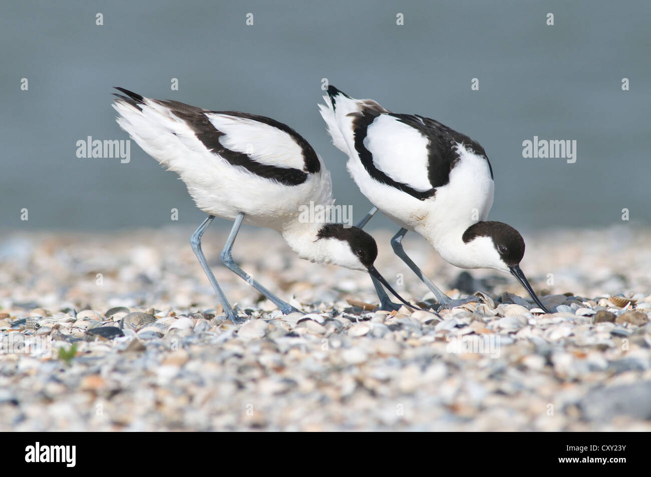 Texel island hi-res stock photography and images - Alamy