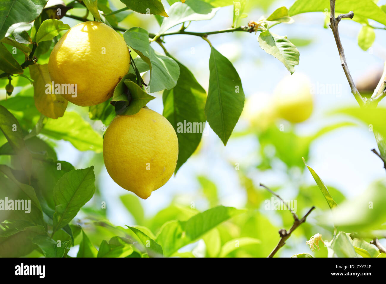 Lemon close up Stock Photo - Alamy